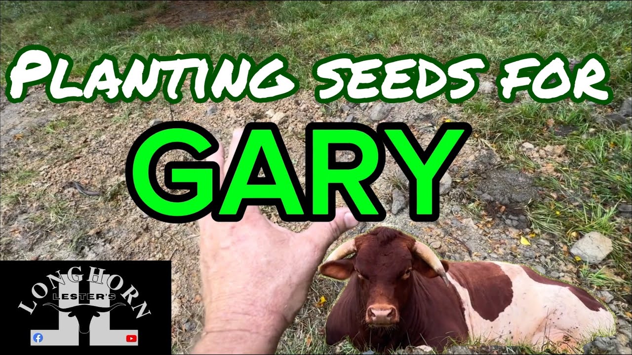 Planting Seeds for Rescue Bull - YouTube