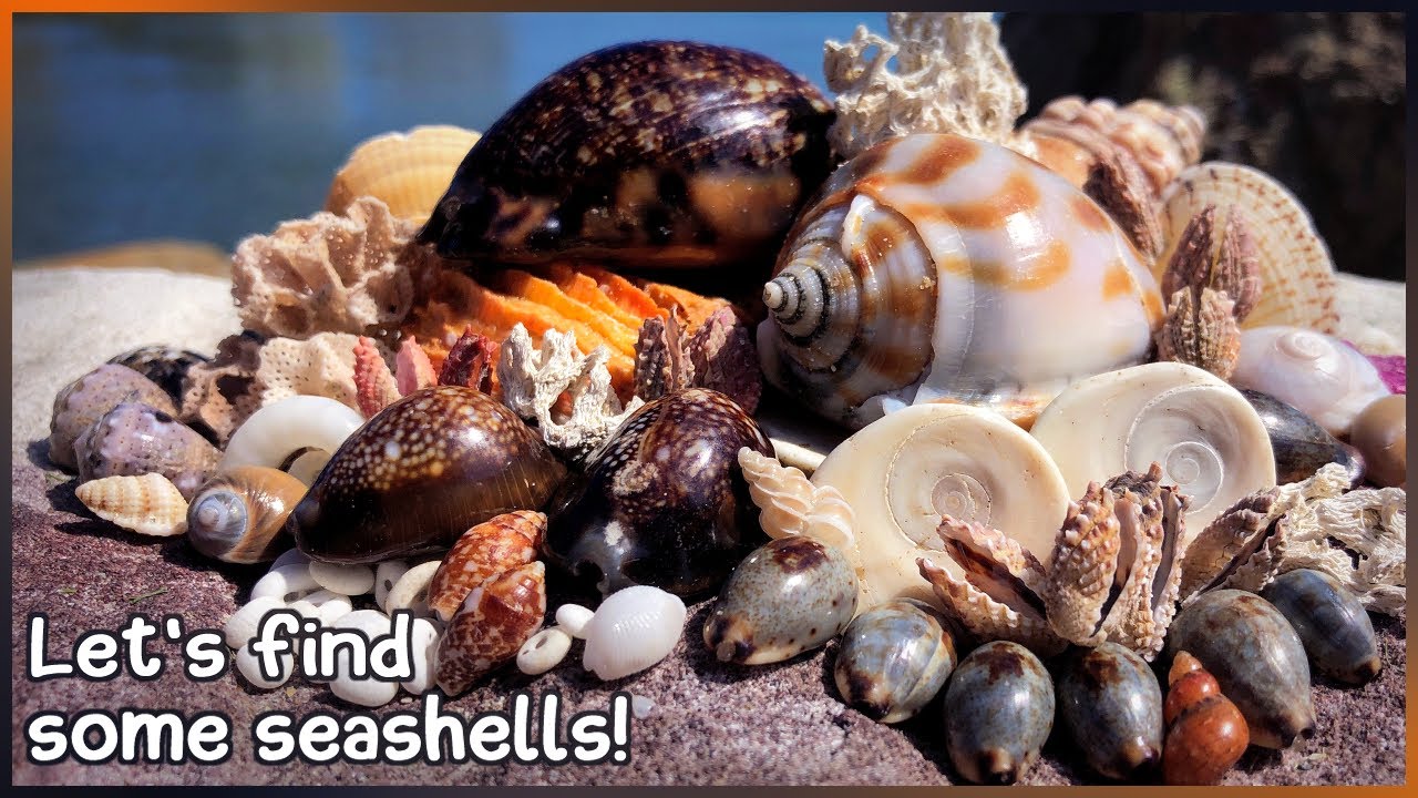 Arabian Cowrie & Orange Oyster | Finding Shells at Low Tide After a ...