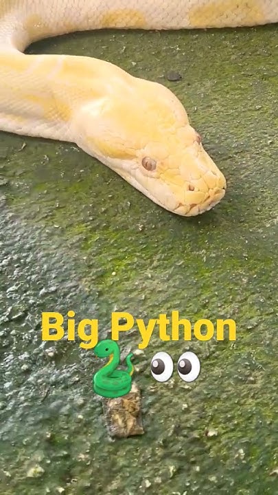 Big Python 🐍 Snake things. Bohol, Philippines. Serpiente pitón grande ...