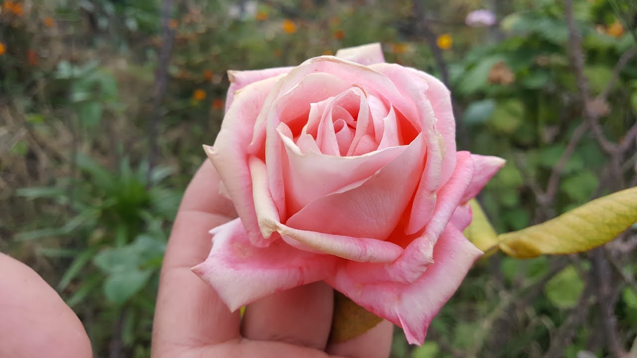 Folklore ( KORlore ) / Kordes 1967 - roses - rosiers - rosas - роз ...