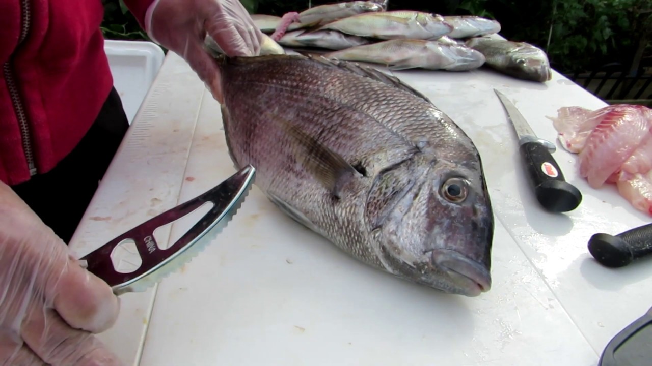 Giant Offshore Porgy ( Scup, Bream) - Fillet and Release!! - YouTube