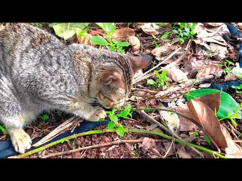 Cat Pet | Cat Catches A Fish | Cats Enjoy Having Fish to Eat