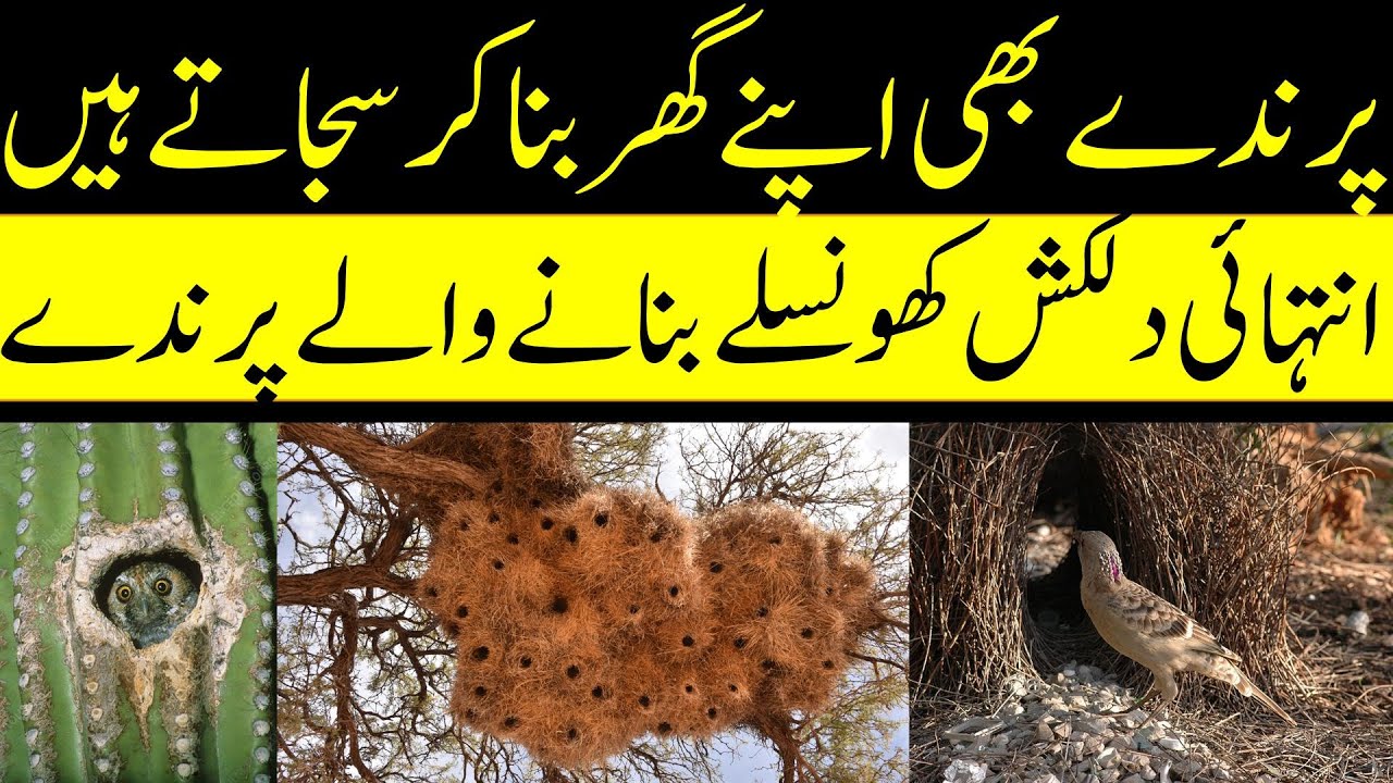Most Unique Birds Nests That Amazed You And Blow Your Mind - YouTube