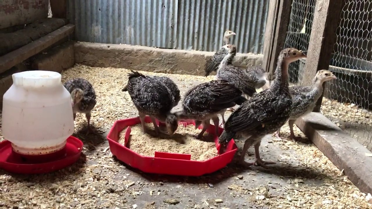 4 wk old Turkeys! - YouTube
