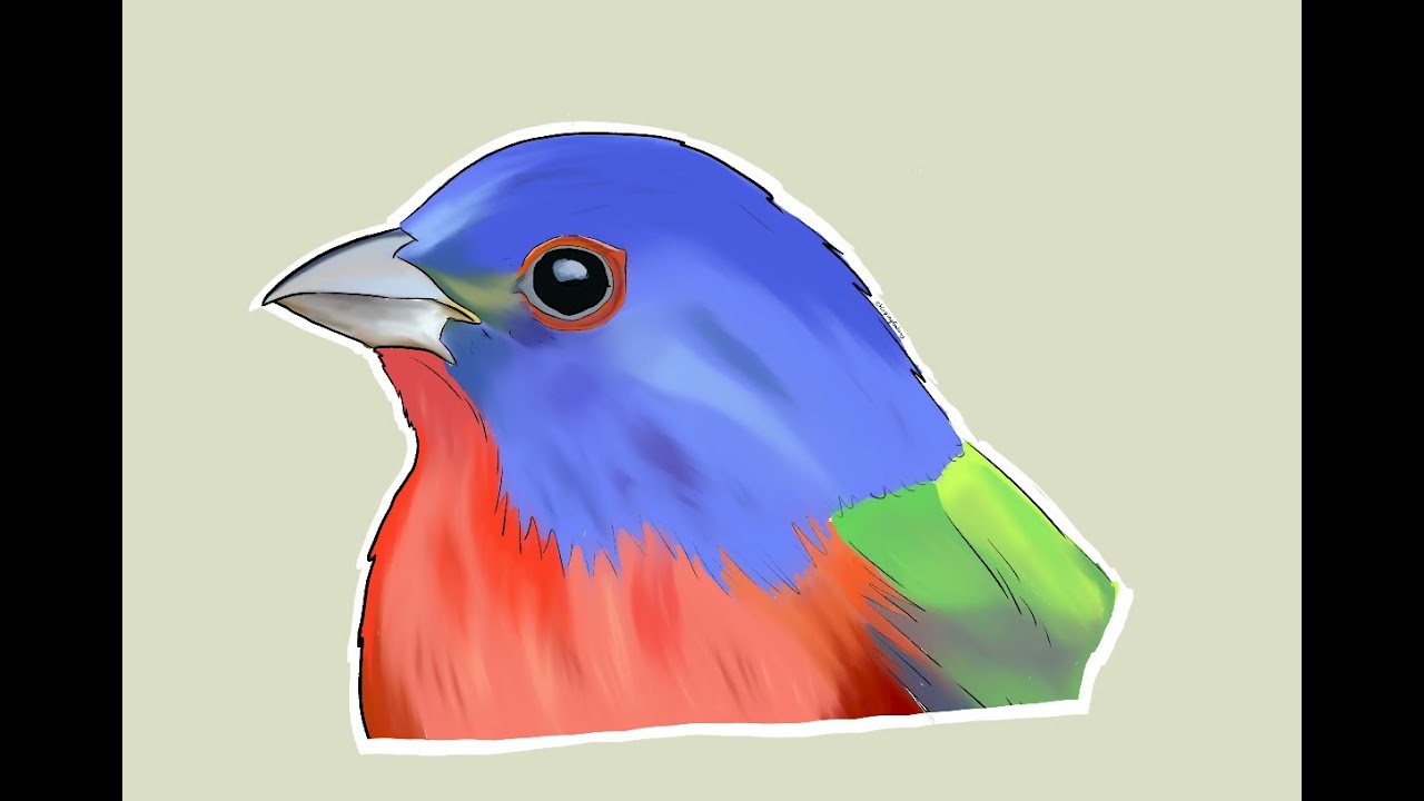 Painted Bunting Drawing for @birdnerdmcr - YouTube