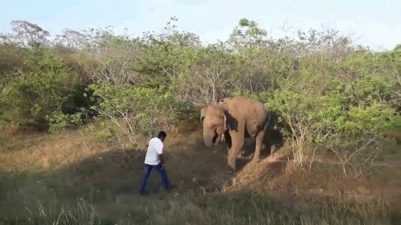 Fearless man Vs Elephant - YouTube