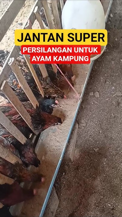 JANTAN AYAM SUPER‼️ PERSILANGAN AYAM JUMBO #ternakayam #hybridanimals - YouTube