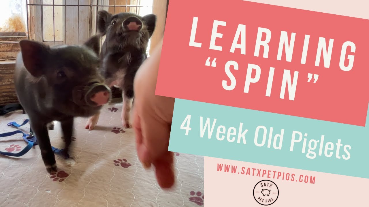 Piglets Learning Spin at 4 Weeks Old | SATX Pet Pigs #cooperativecare ...