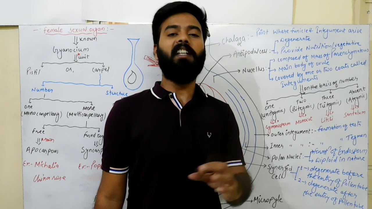 Sexual reproduction in flowering plant part -6 (structure of Gynoecium ...