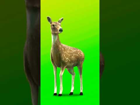 Deer green screen |green screen animation #mz_editz - YouTube