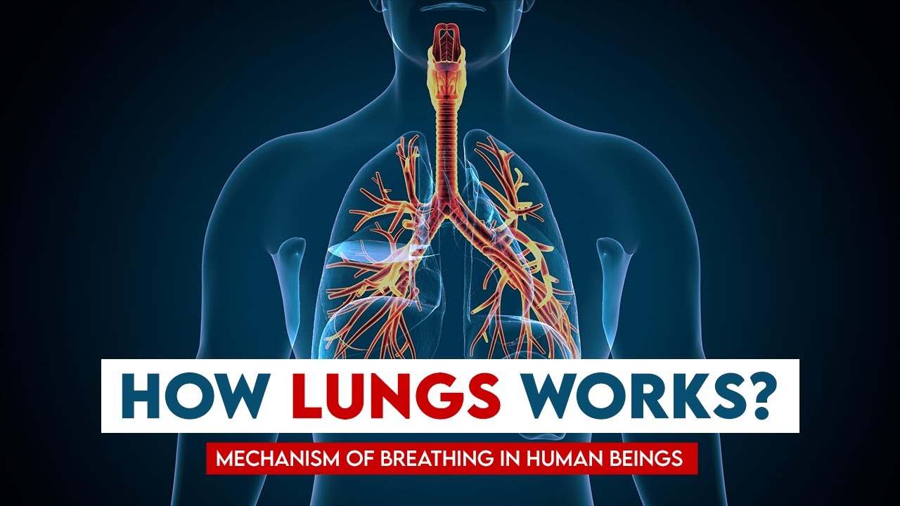 How Lungs Works? | Understanding the Mechanism of Breathing🫁 #breathing ...