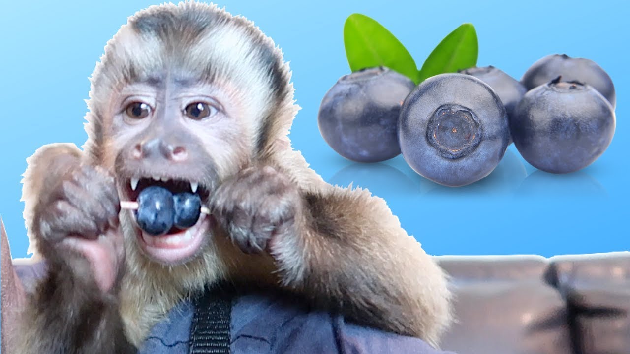 Baby Monkey Blueberry THRILL! - YouTube