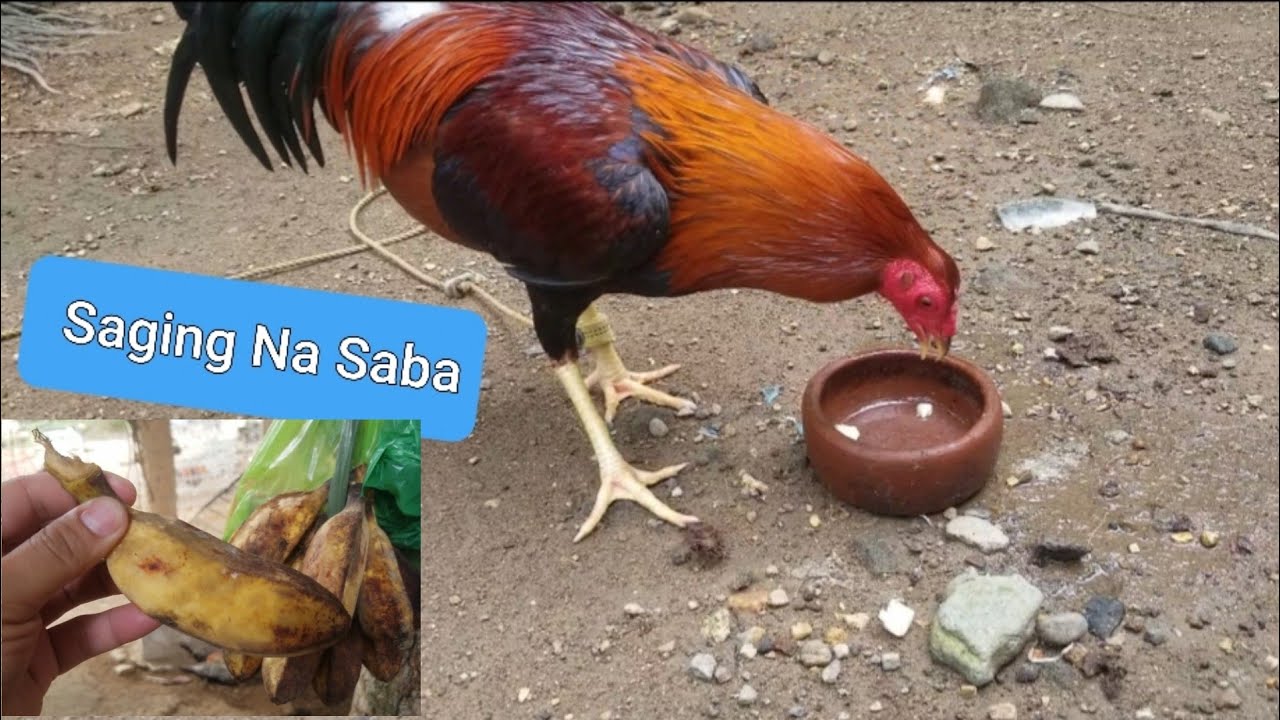 Pag Bibigay Ng Saging Na Saba Sa Manok - YouTube