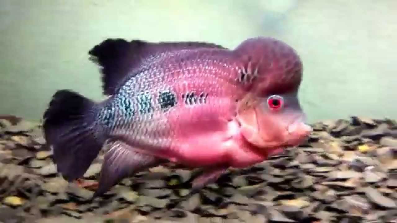 floran fish & good color good hump - YouTube