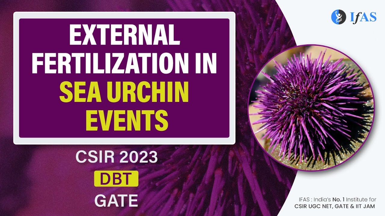 External Fertilization in Sea Urchin Events | CSIR NET, DBT JRF, GATE ...