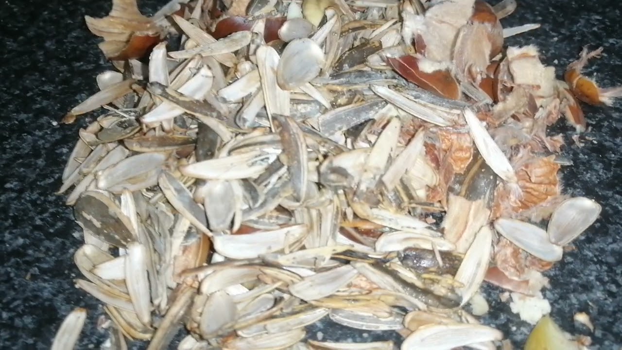 Abono con cascaras de pipas y castaña buenisimo y gratis#DEJAR REPOSO 3 ...