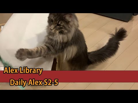 Alex(maine coon) - Daily Alex S2-5 - YouTube