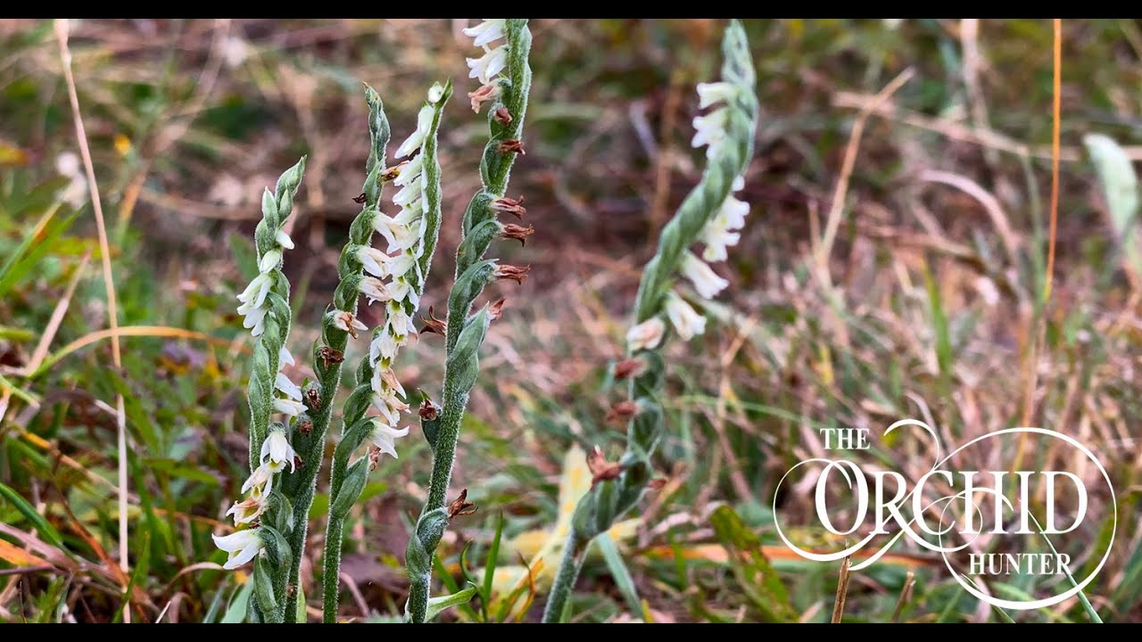 Orchid Hunter - 099 - Autumn Lady's-Tresses (1st September 2021) - YouTube