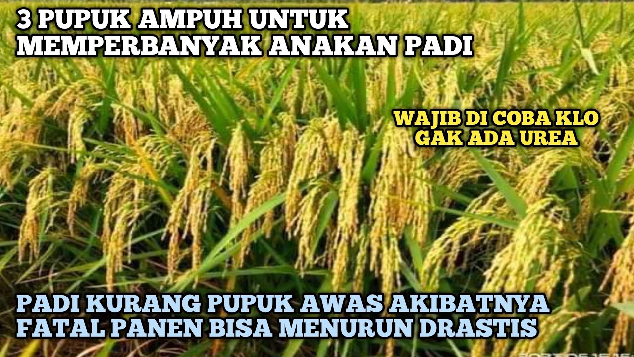 3 PUPUK AMPUH MEMPERBANYAK ANAKAN PADI ANAKAN BISA 50 BATANG/RUMPUN ...
