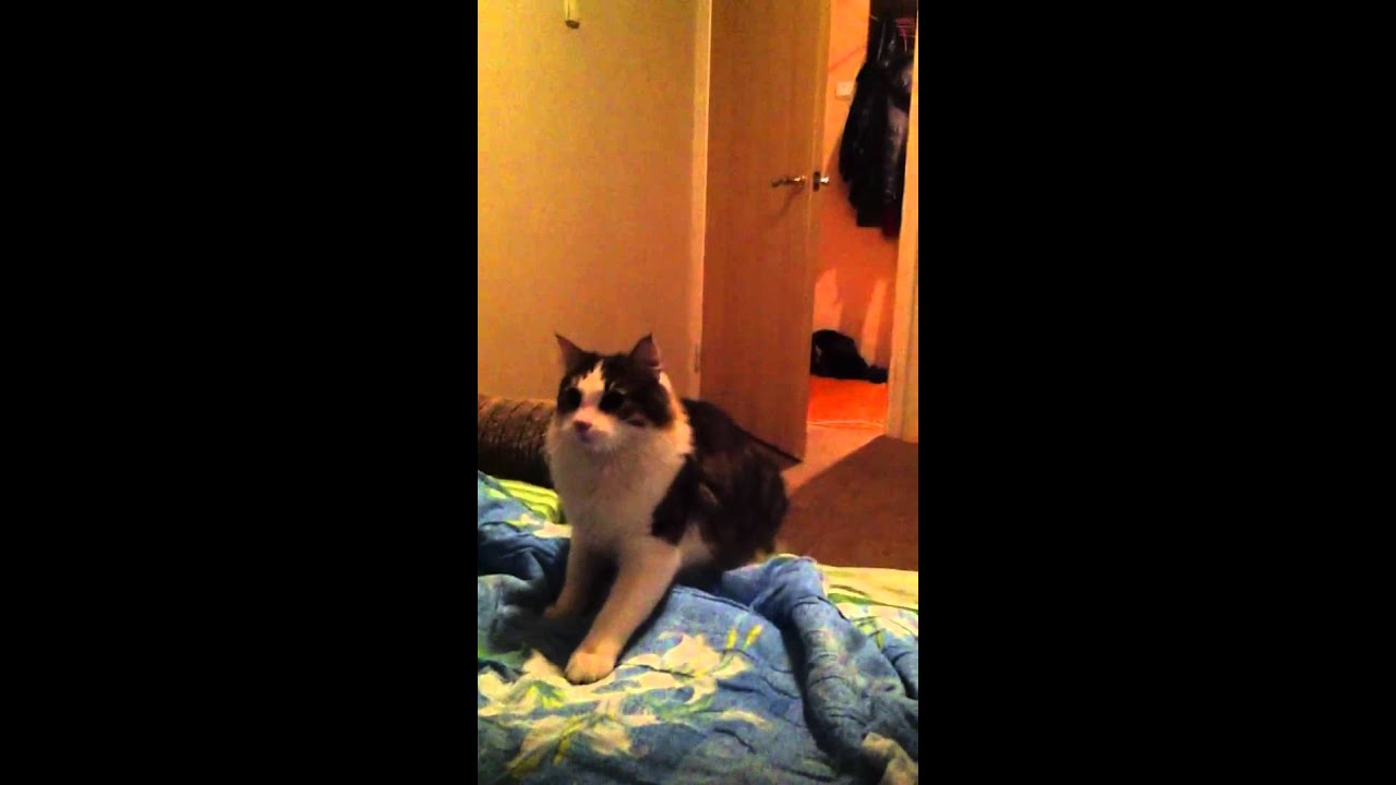 Backflip Cat - YouTube