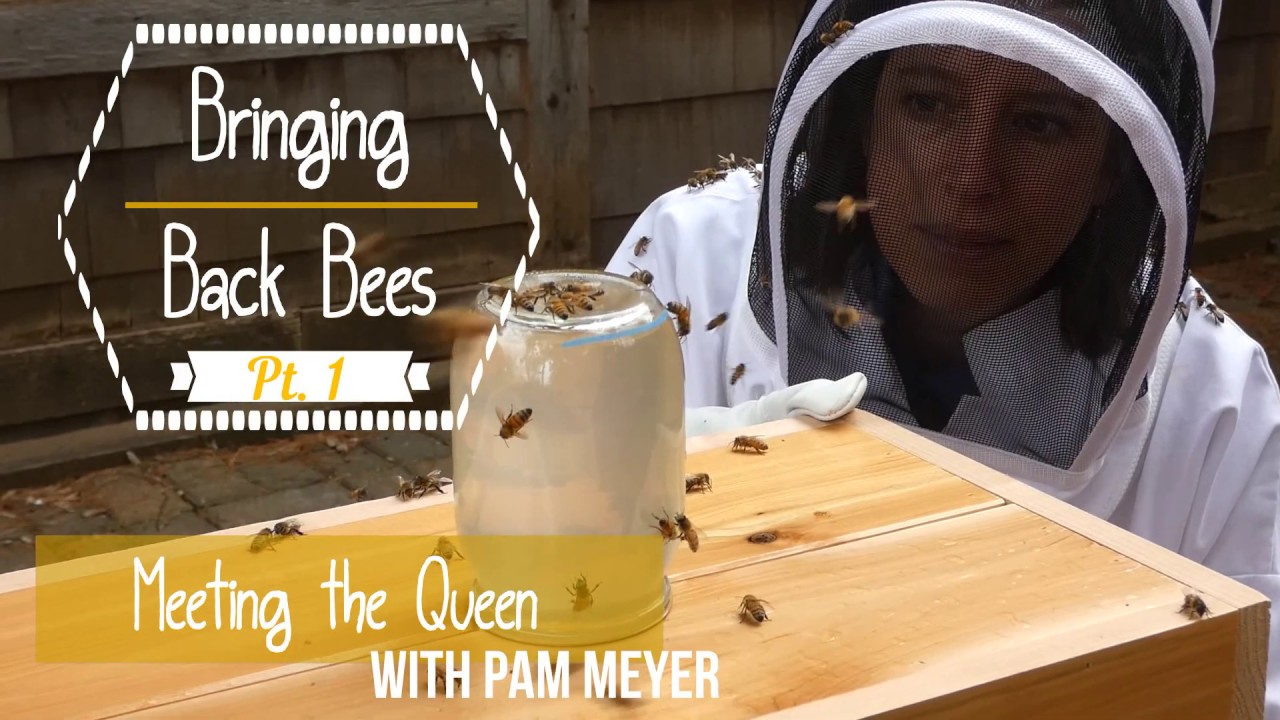 Bringing Back Bees: Part 1, Meeting the Queen - YouTube