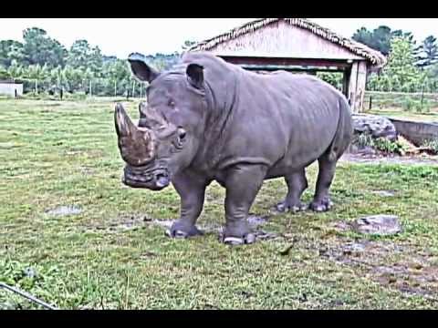 parti Rhinocéros Message télé - YouTube