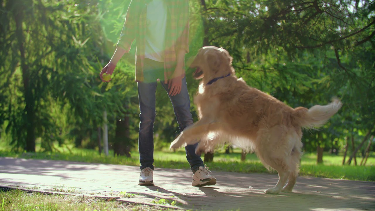 ROYALTY FREE VIDEO FOOTAGE Training Your Dog 2020 - YouTube