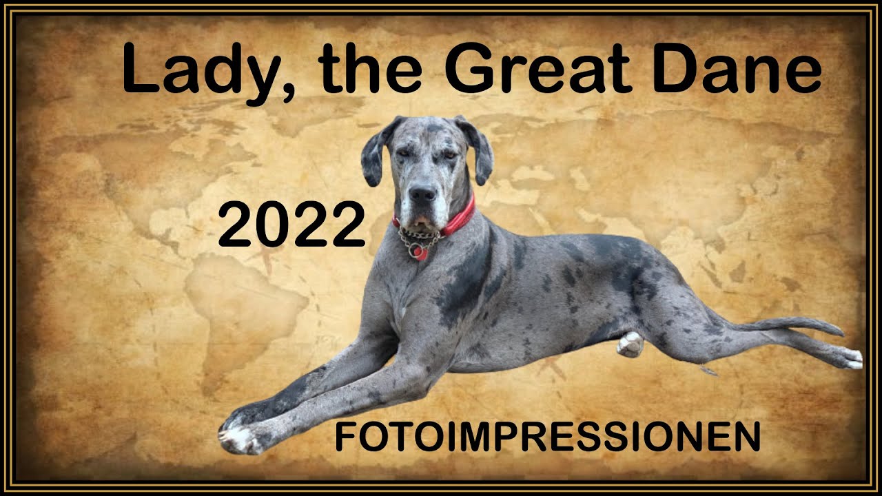 Lady, the Great Dane - YouTube