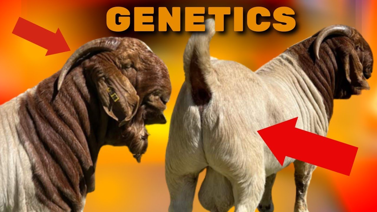 Boer Bucks Big size - Erik Meyer Boerbokke - YouTube