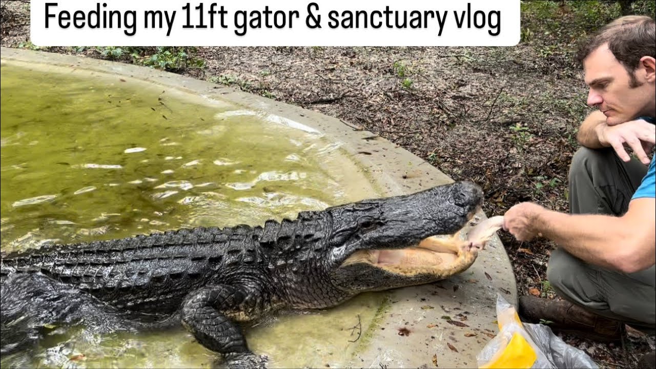 Feeding my 11ft gator & sanctuary vlog - YouTube