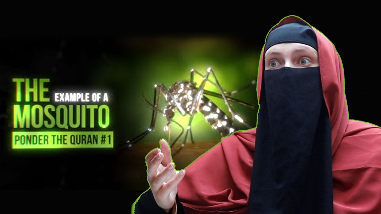 Revert Muslim Hijabi REACTS to The example of the Mosquito (I was ...