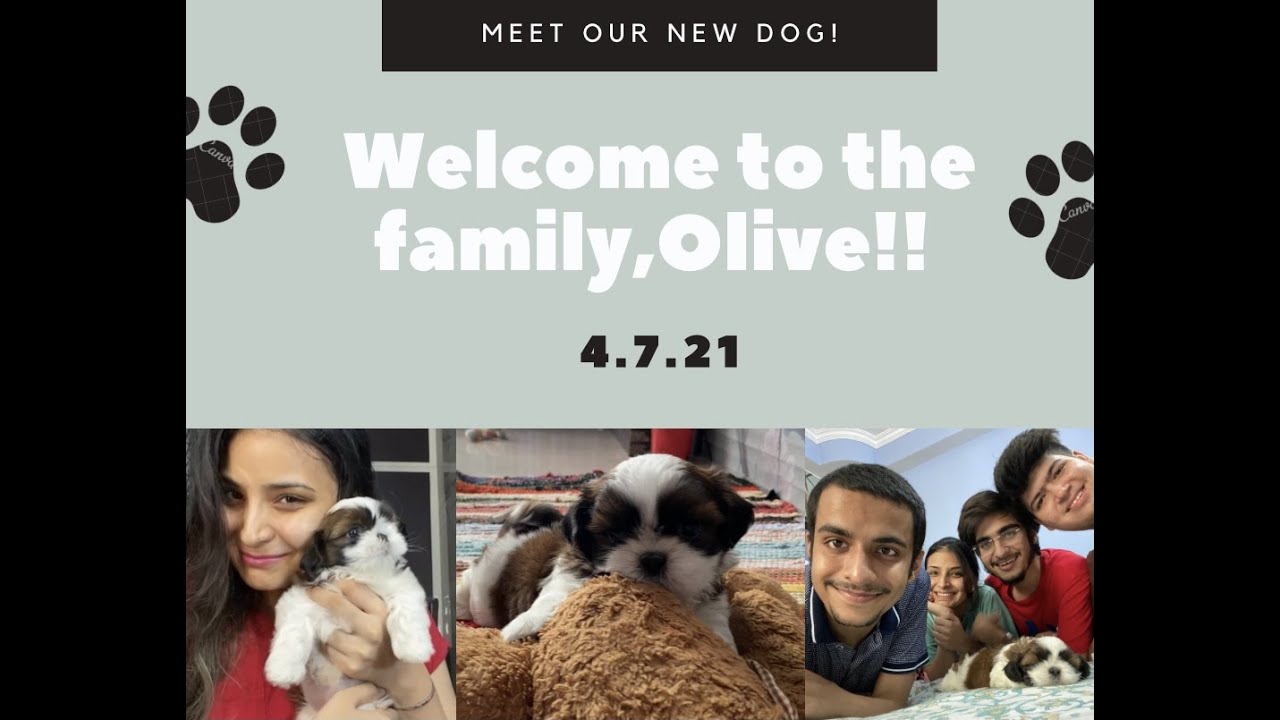 WELCOMING A NEW MEMBER OF THE FAMILY🏡 ️ |Vlog | Anusha Arora - YouTube