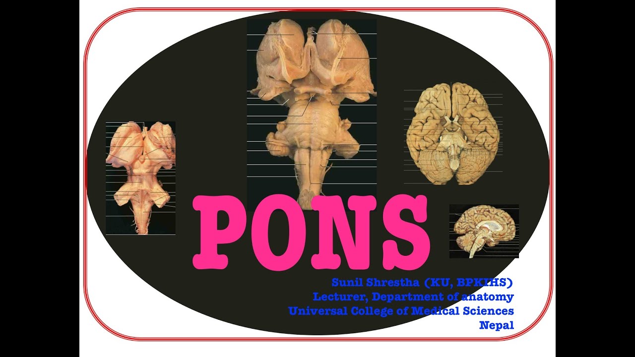 PONS (Anatomy Shortcut channel) - YouTube