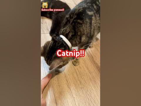 Cats **HILARIOUS** first time trying CATNIP! - YouTube