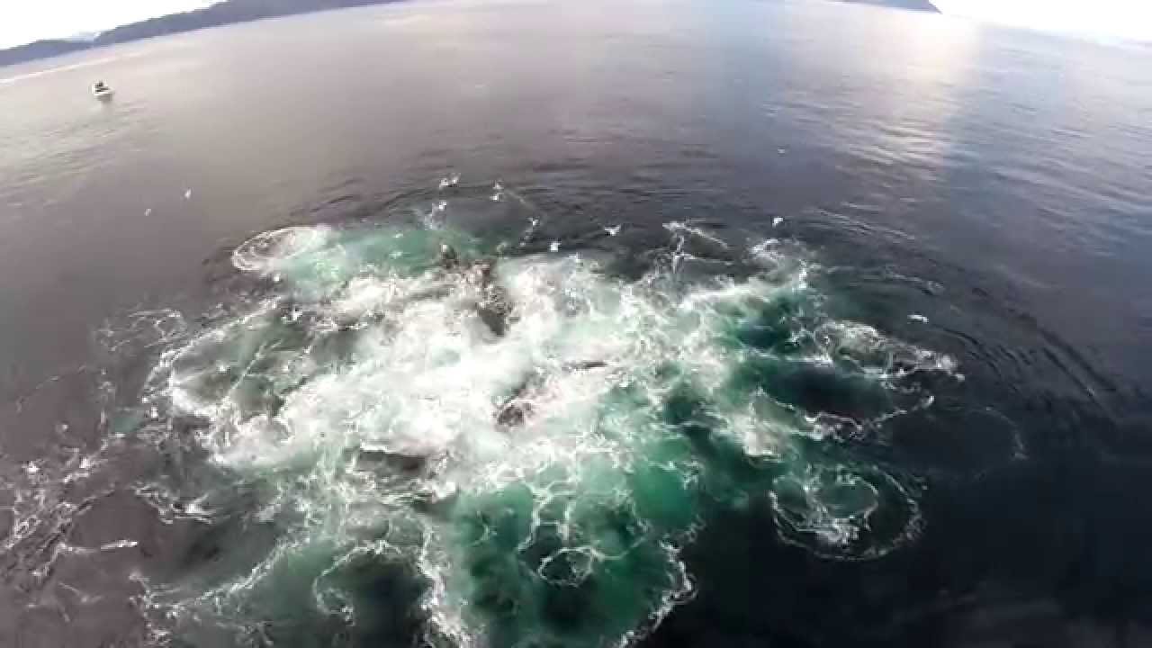 GoPro Drone: Humpback Whale Hunting Technique - YouTube