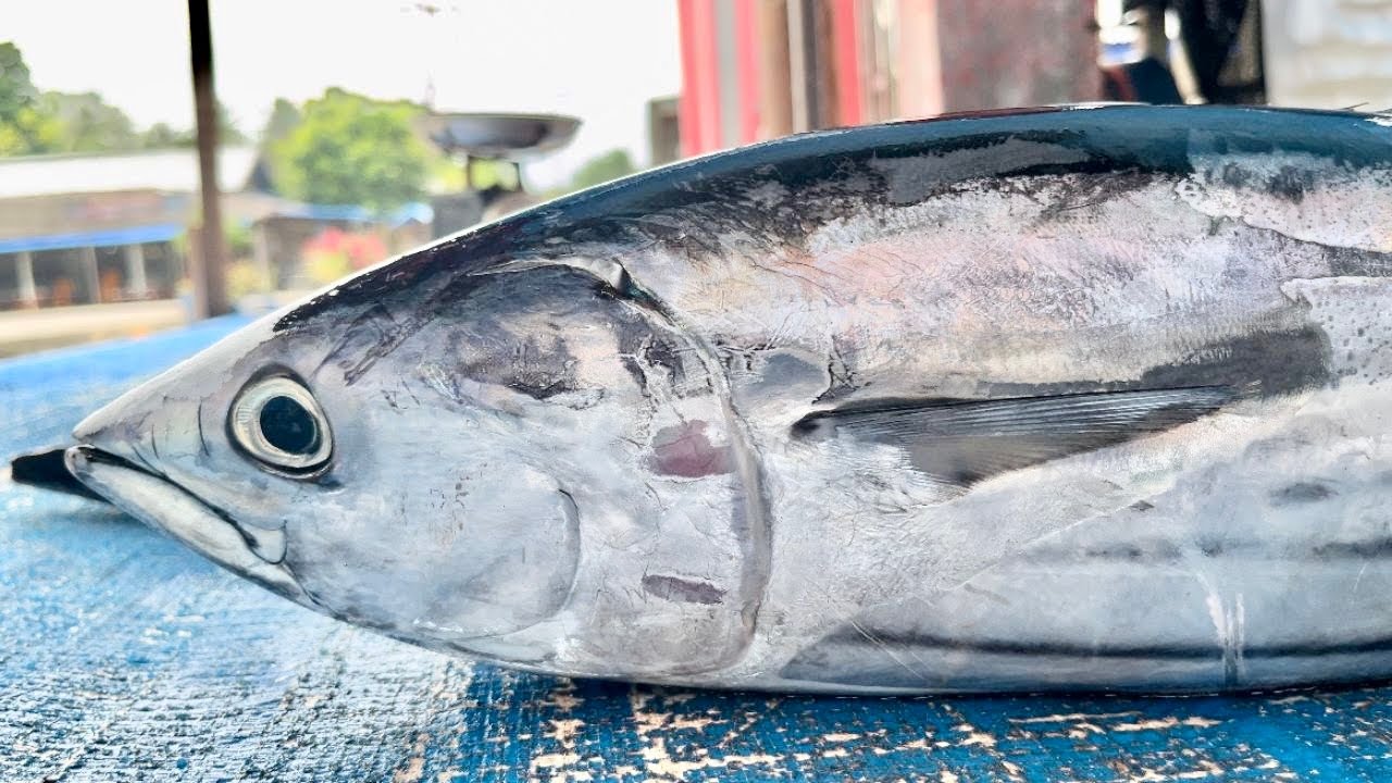 Amazing Skills Fish Cleaning Skills and Cutting Fresh TUNA - YouTube