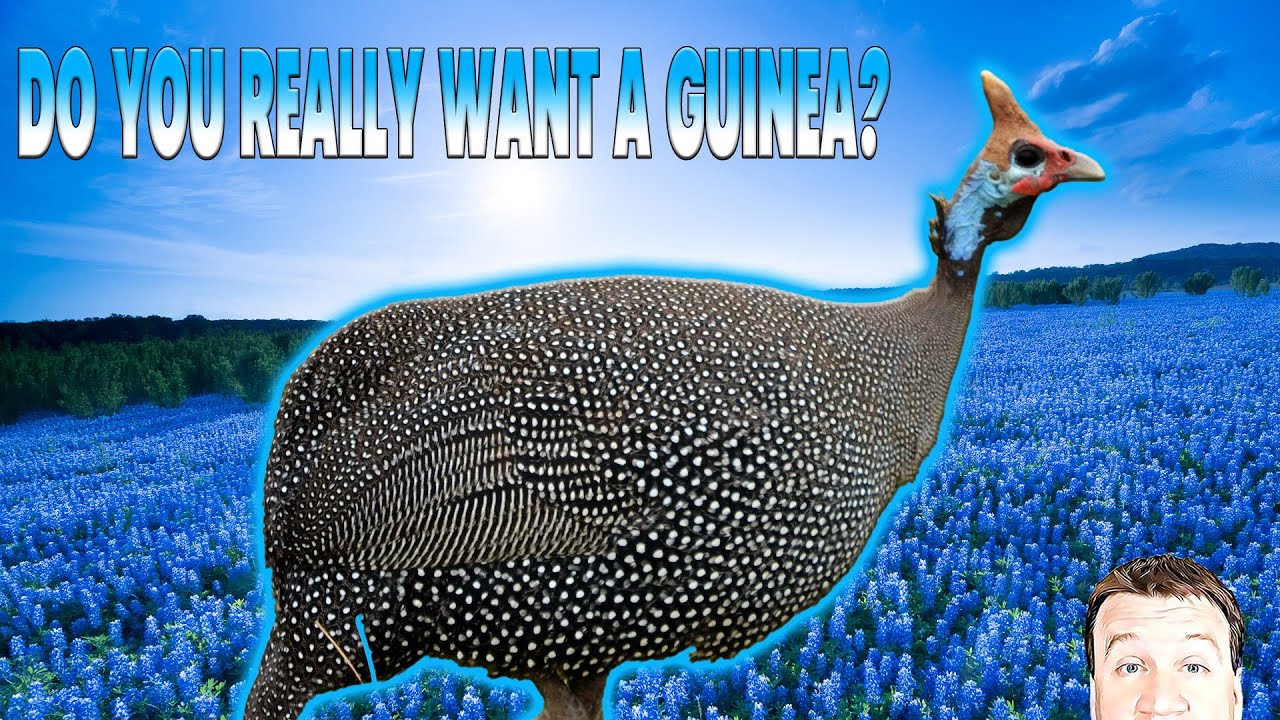 Do you Really Want to Raise Guinea Fowl?? - YouTube
