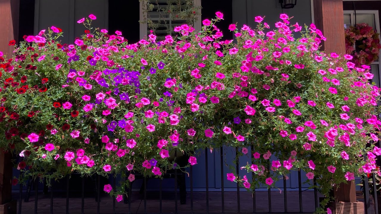 Supertunia Flower Boxes Week 13 Update 2023 - YouTube