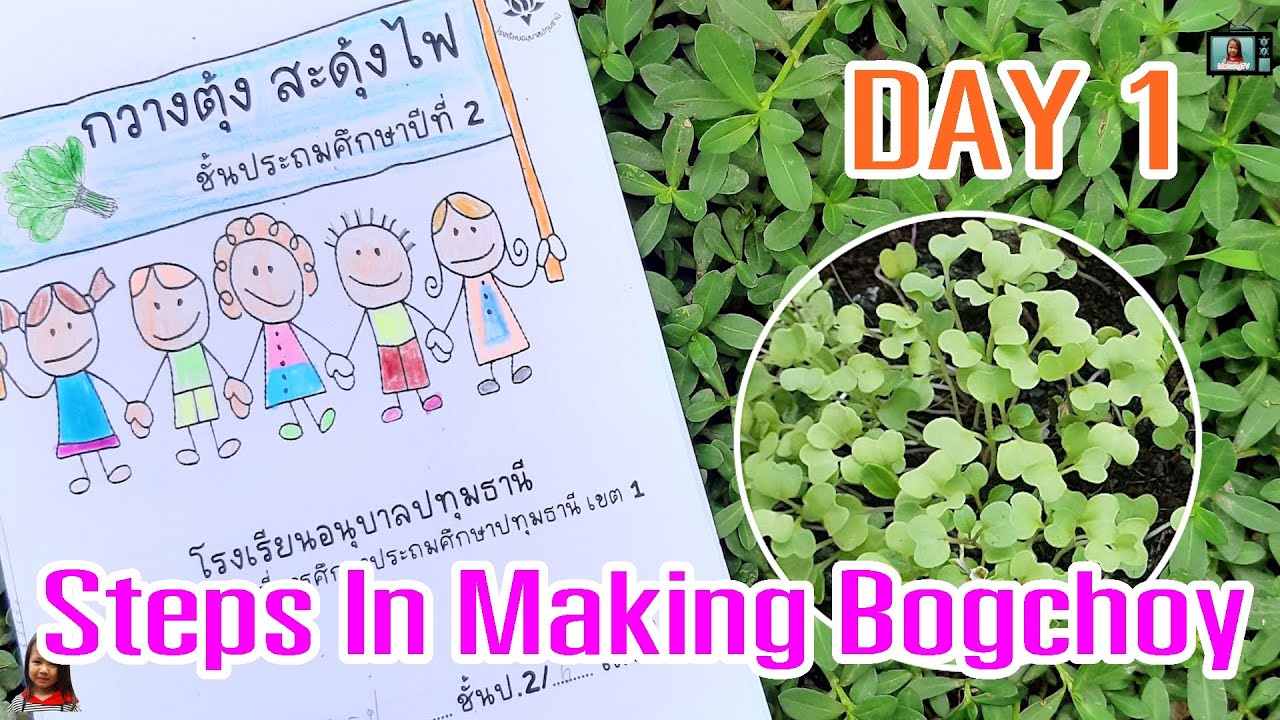 Steps In Making Bogchoy Planting and regrow bok choy /DAY1--DAY10 - YouTube