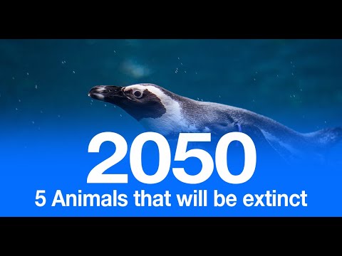5 animals that will be extinct by 2050 - YouTube