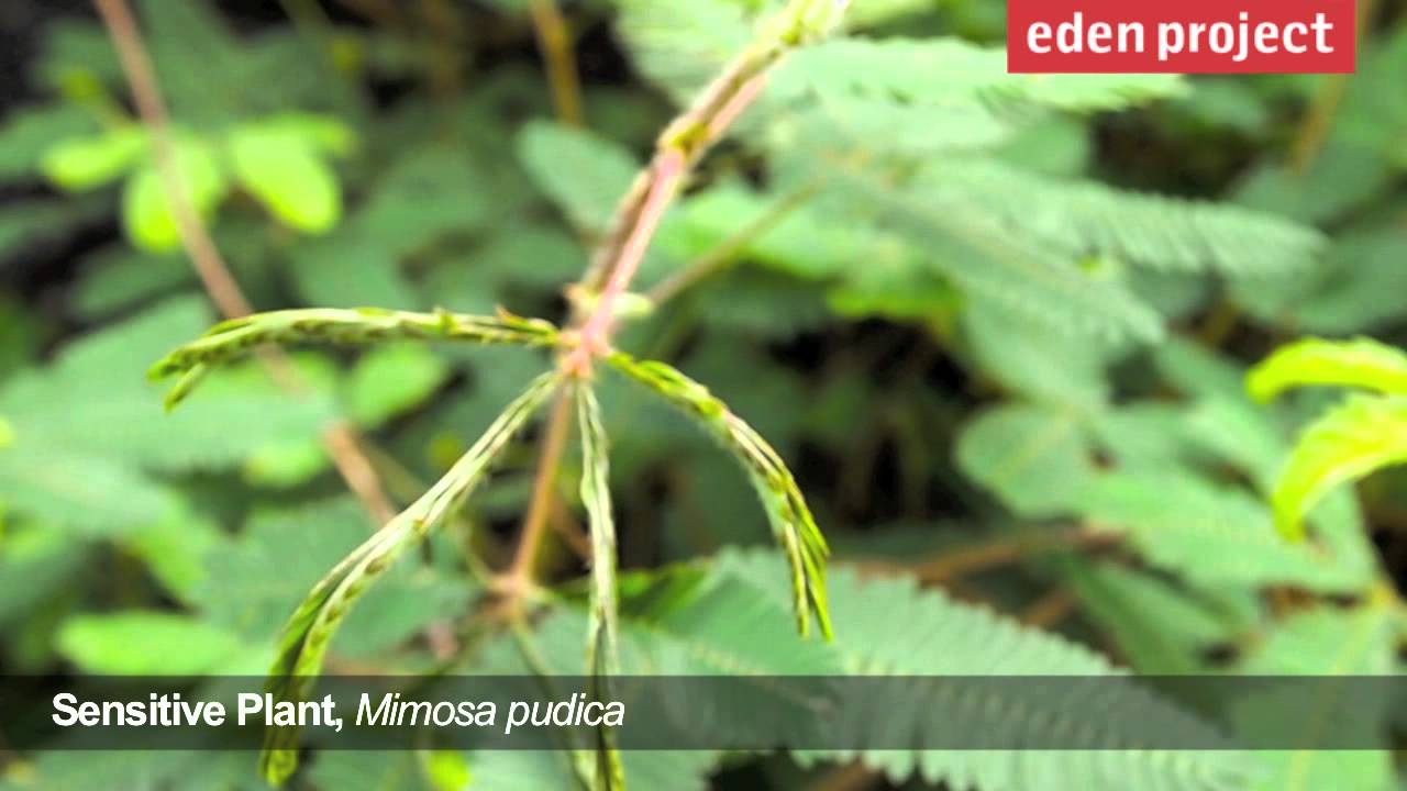 Sensitive Plant, the moving plant, at the Eden Project - YouTube