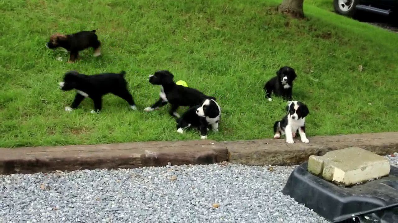 English Springer Spaniel Mix Puppies for Sale - YouTube