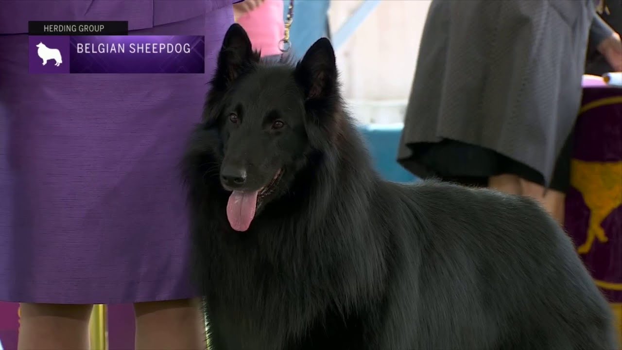 Belgian Sheepdogs | Breed Judging 2023 - YouTube