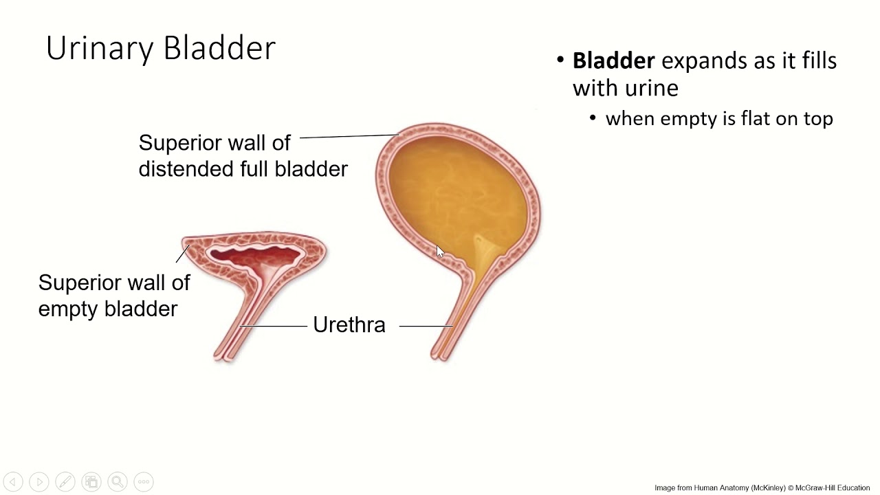 Ch27 Pt5, Urinary System, Urinary Tract Structures - YouTube