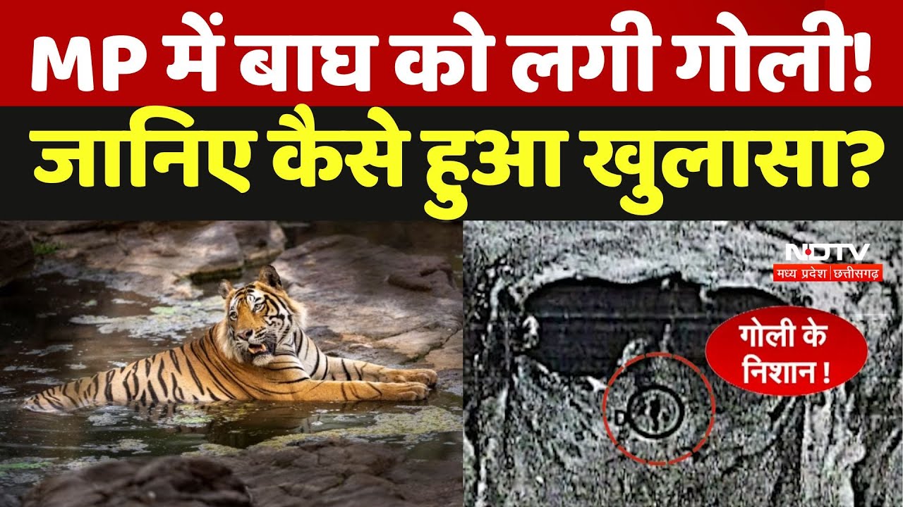 Tiger in MP: MP में Tiger को लगी गोली!, जानिए कैसे हुआ खुलासा ...
