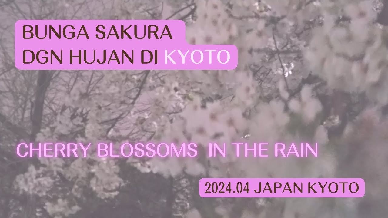 BUNGA "SAKURA" DGN HUJAN DI JEPANG,KYOTO (2024 musim semi)／SAKURA IN ...
