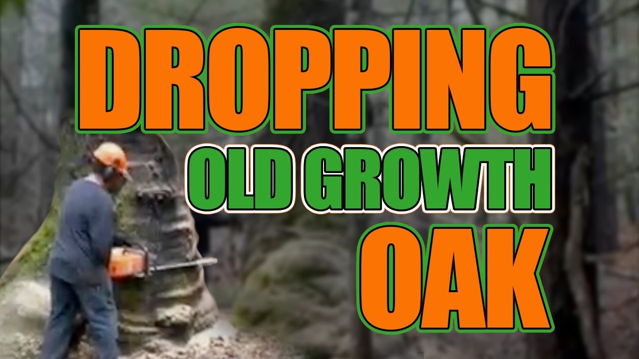Massive Old Growth Oak Tree Being Dropped - YouTube
