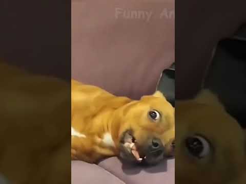 Cute Dog Short Video #16 - YouTube