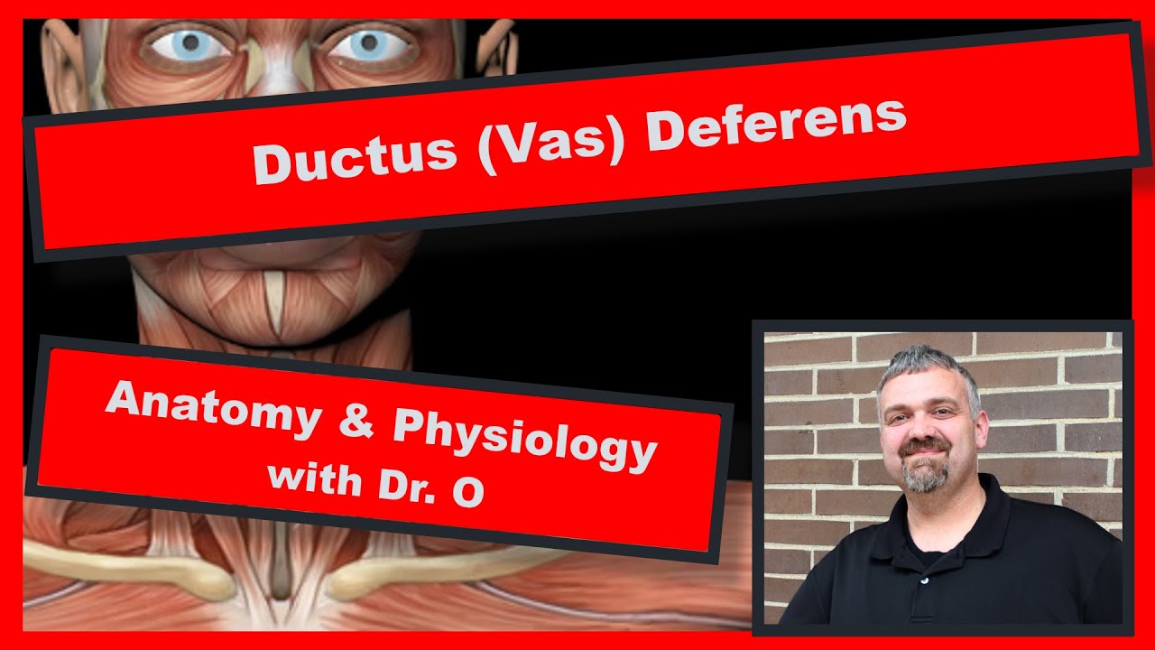 Ductus (Vas) Deferens: Anatomy and Physiology - YouTube