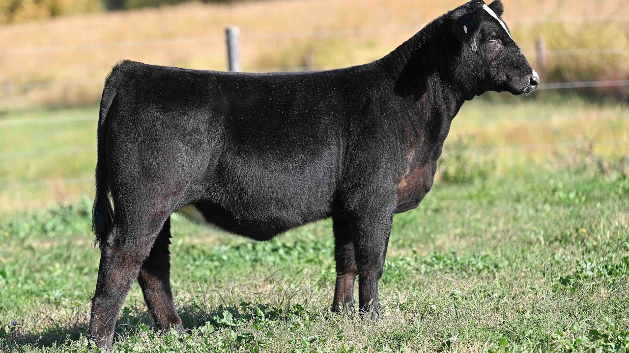 Bloomberg Cattle: Regina George - YouTube